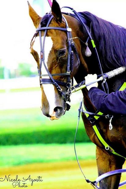 Sweet Lou | Diamond Creek Farm
