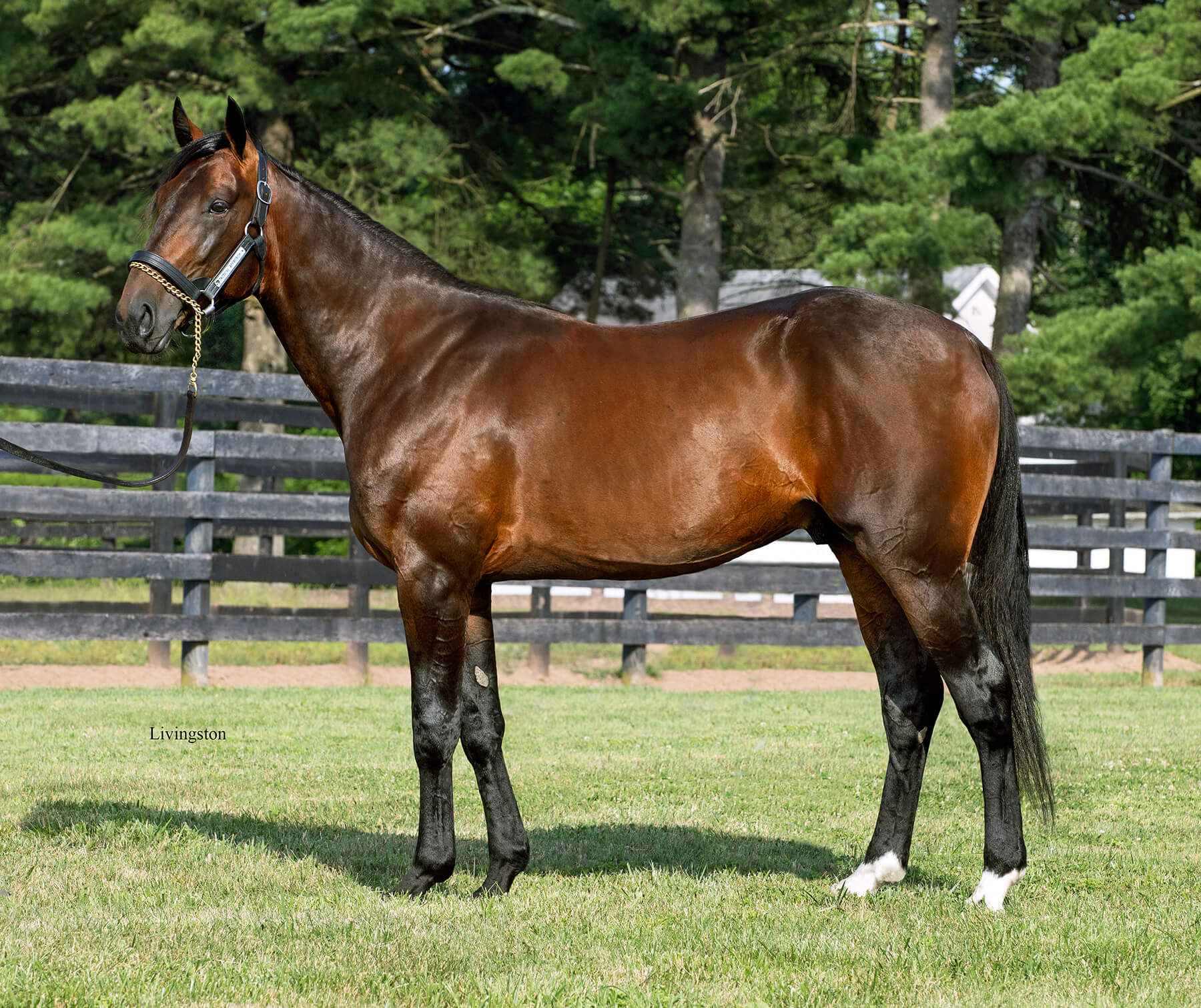 Tactical Approach | Diamond Creek Farm